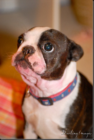 Random Gustiness: Do dogs blush?